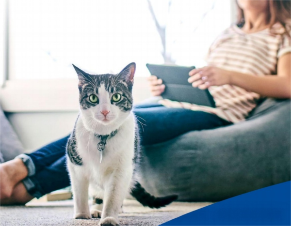 Global Pet Cat Population Surpasses 370 Million – In-Depth National ...